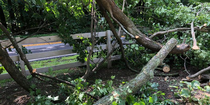 Tree Clean Up Service Stroudsburg, PA | Free Estimates