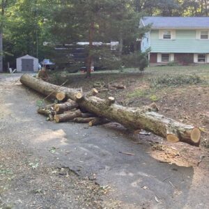 Tree Services Stroudsburg, PA | We Offer Free Estimates